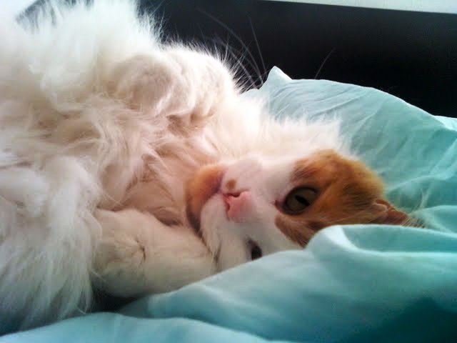 Imagen tiernas gratis - Imagui