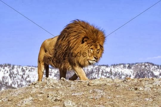 duelo animal: León de Atlas