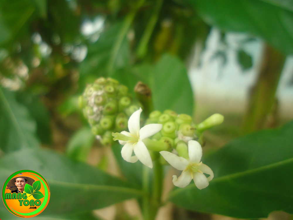 Ciri - ciri Bunga Pace / Noni / Mengkudu / Cangkudu
