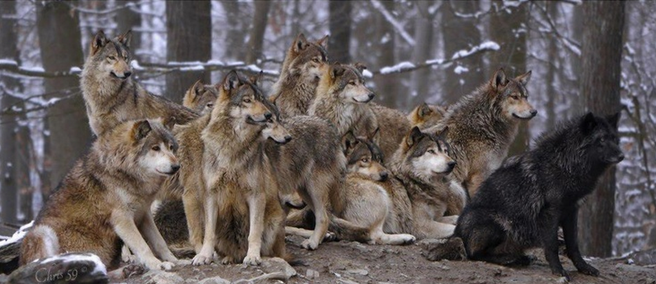 STOP WOLF HUNTS: WOLF PETITIONS