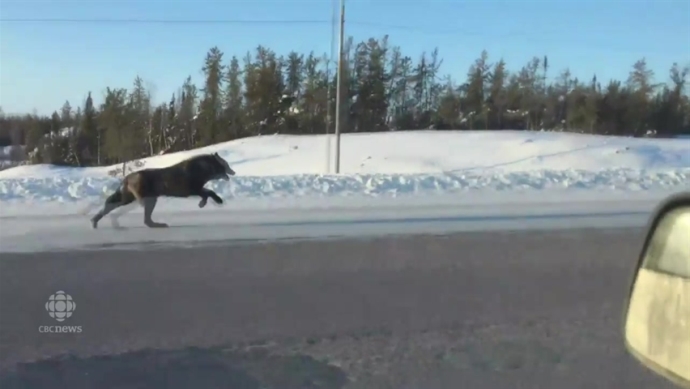 White Wolf : Once in a life time: Woman records two black wolves ...