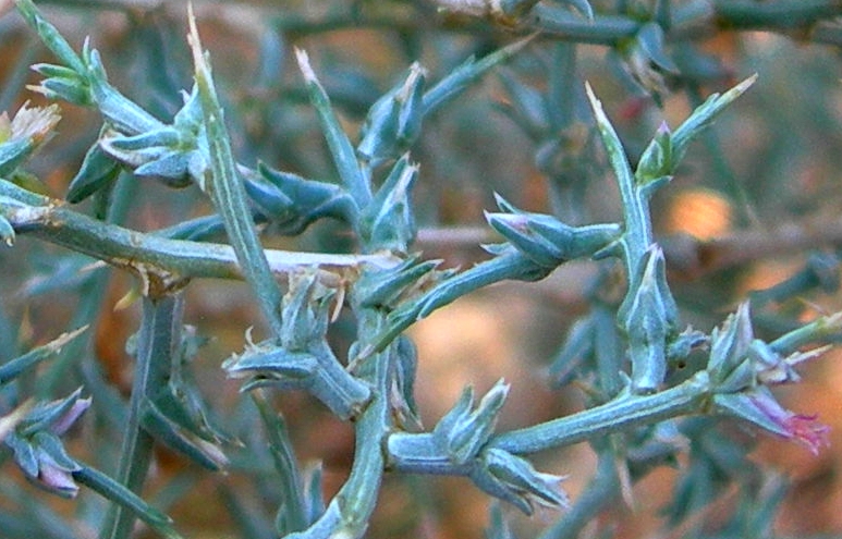 Η Χλωρίδα του Πόρτο Ράφτη (Μαρκόπουλο Μεσογαίας): Noaea mucronata ...