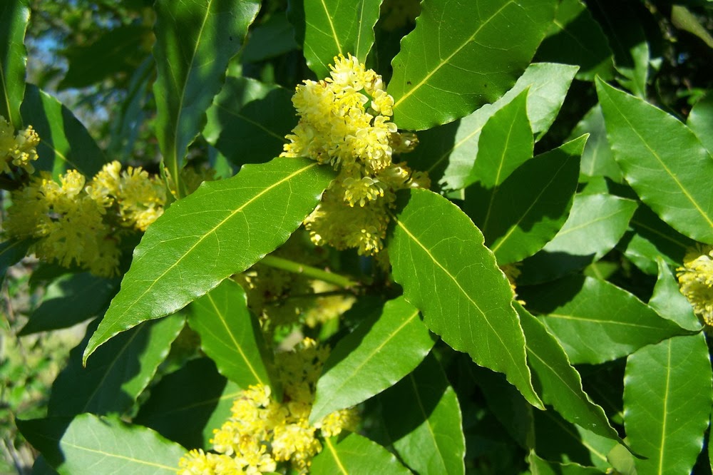 Grandes Propiedades para la Salud del Laurel | saluddatos