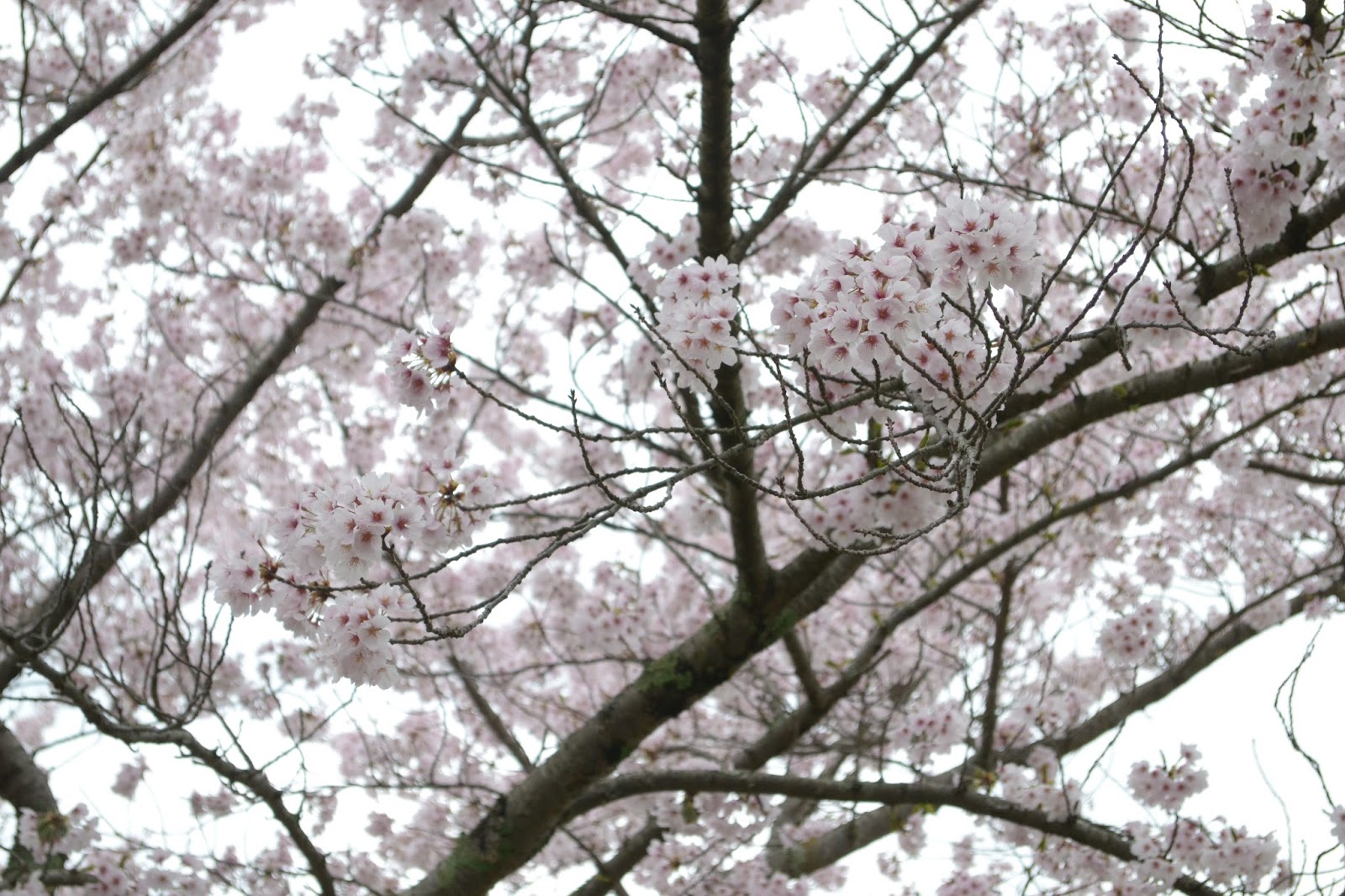 biskutcelup: 4 Musim di Jepun