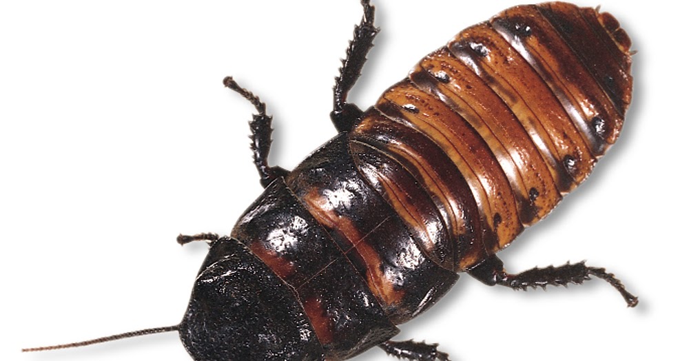 Budidaya Kecoa Madagaskar | SIKUMIS NEGLA