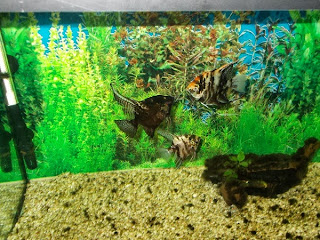 Micii biologi: Ochii peștilor