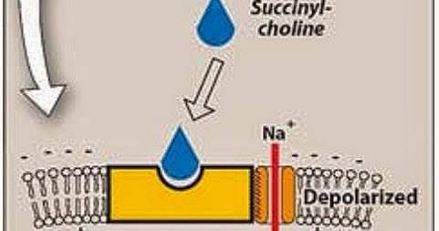 Pharmacological Blog: Depolarizing agents