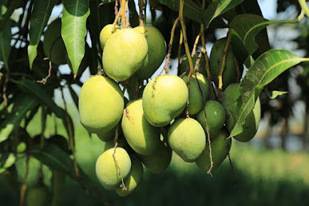 MANGO TREES: Mango disease: Dieback disease
