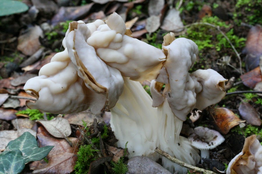 Guía de Setas y Hongos de Navarra.: Helvella crispa (Scop)Fr