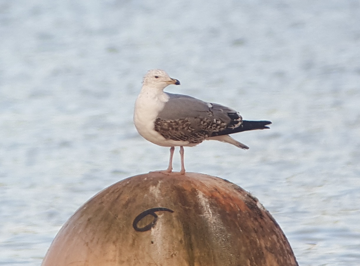 A Field Notebook: Watching the Pennington Flash gull roost