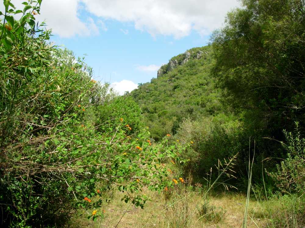 Uruguay, un país por descubrir . . . : Monte Serrano