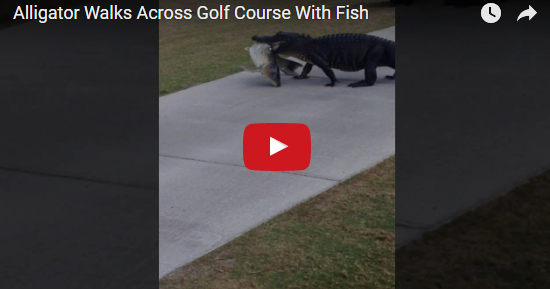 MFS VIRAL VIDS-2: Alligator Walks Across Golf Course With Fish