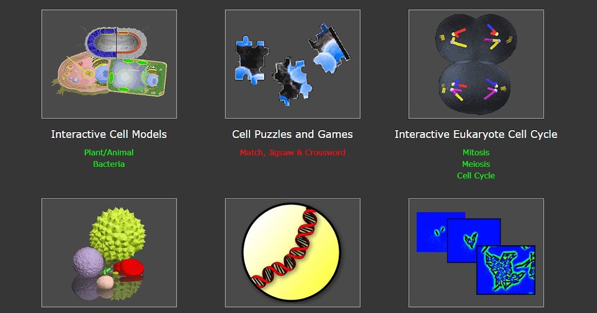 CELLS ALIVE! Interactive animations