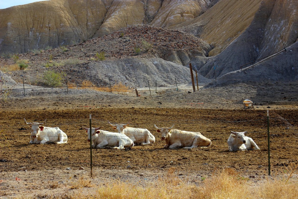 The Field Lab: a field lab friday...
