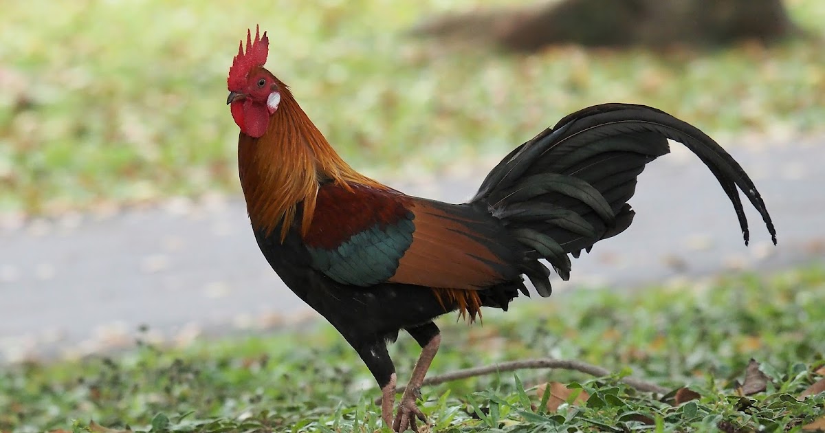 Bergische Kraher History and uses and Productions