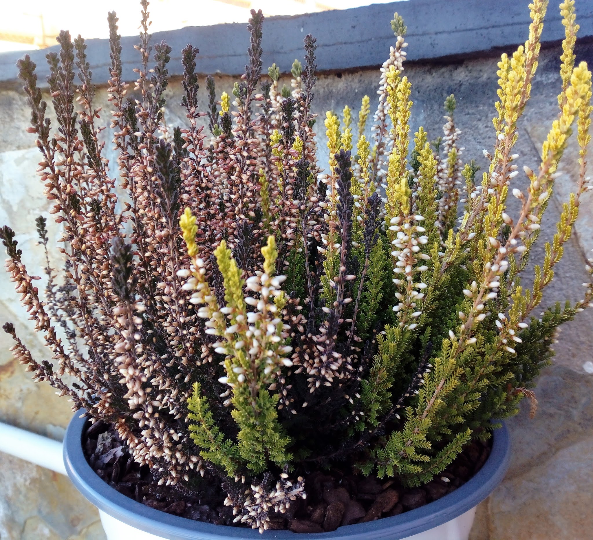 Biosfera vegetal.: Calluna o brecina (Calluna vulgaris (L.) Hull.).