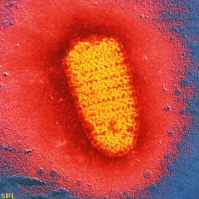 Old Maid Cat Lady: The Horror of Rabies