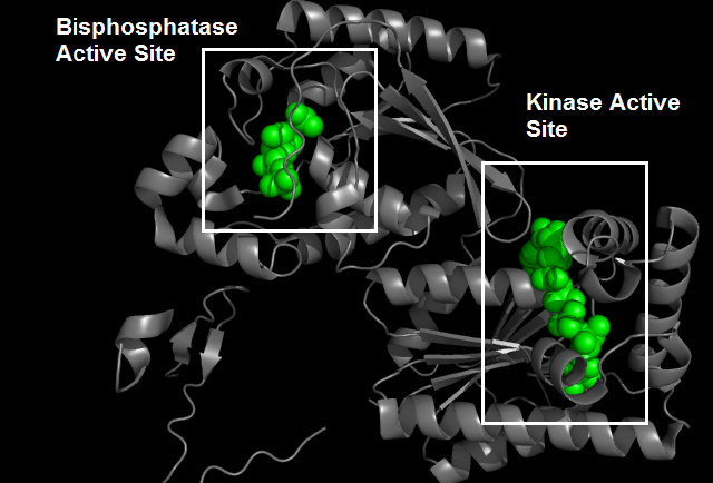 The Bifunctional Enzyme