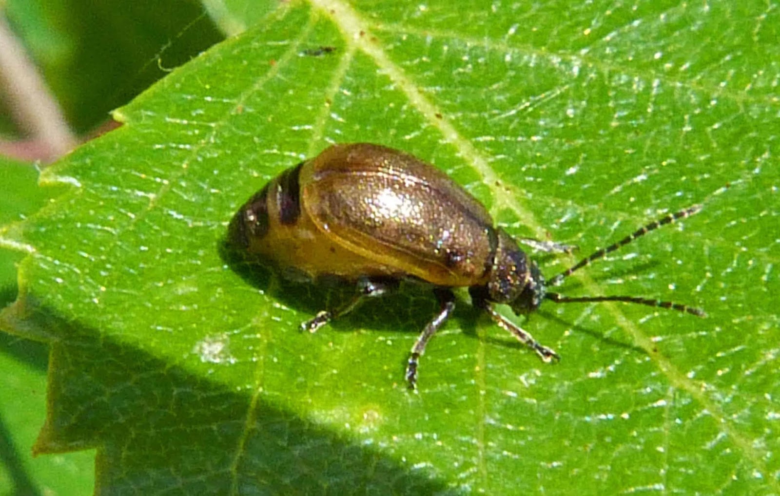Insects of Scotland: Other Beetles