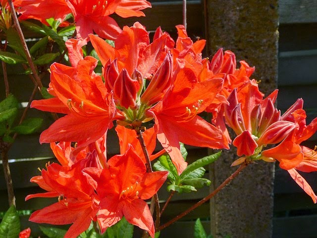 Semarak Festival Bunkyo Azalea Di Jepang