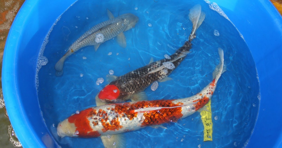 big koi for sale Big koi - koifishoil