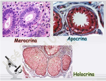 Generalidades Glandulas: GLANDULAS