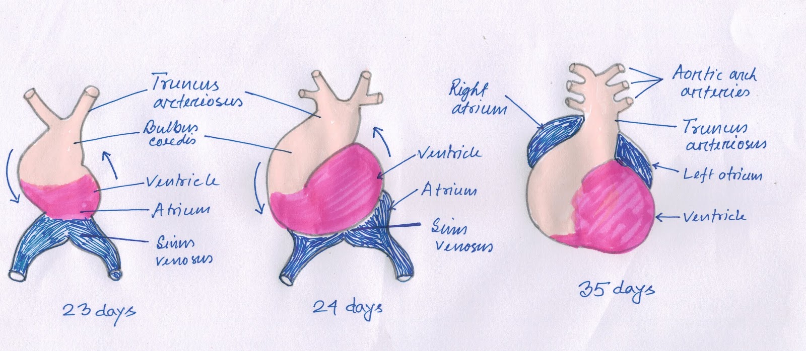 Medical Science Made Easy
