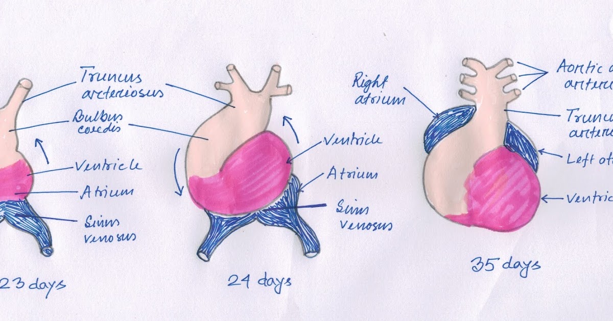 Medical Science Made Easy: Fate of Primitive heart tube:
