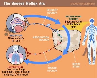Why and How do we sneeze ?Mechanism involved