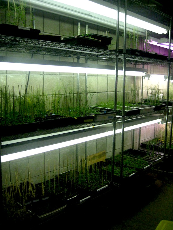 ZITOFOS: PLANT LAB: plant growth chamber