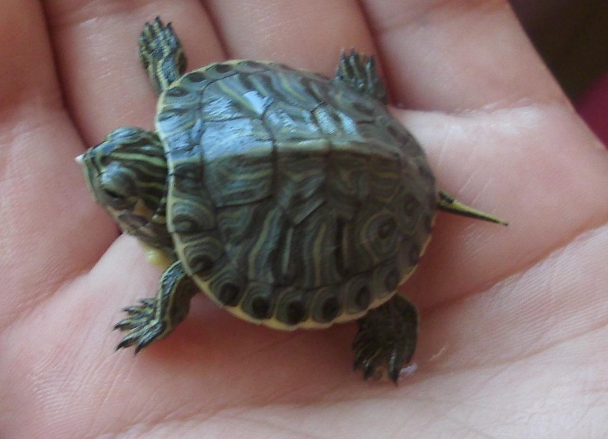 Mis Tortugas Acuáticas: Fotos