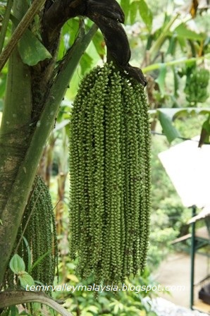 Temir Valley Malaysia official site | A holiday destination in virgin ...