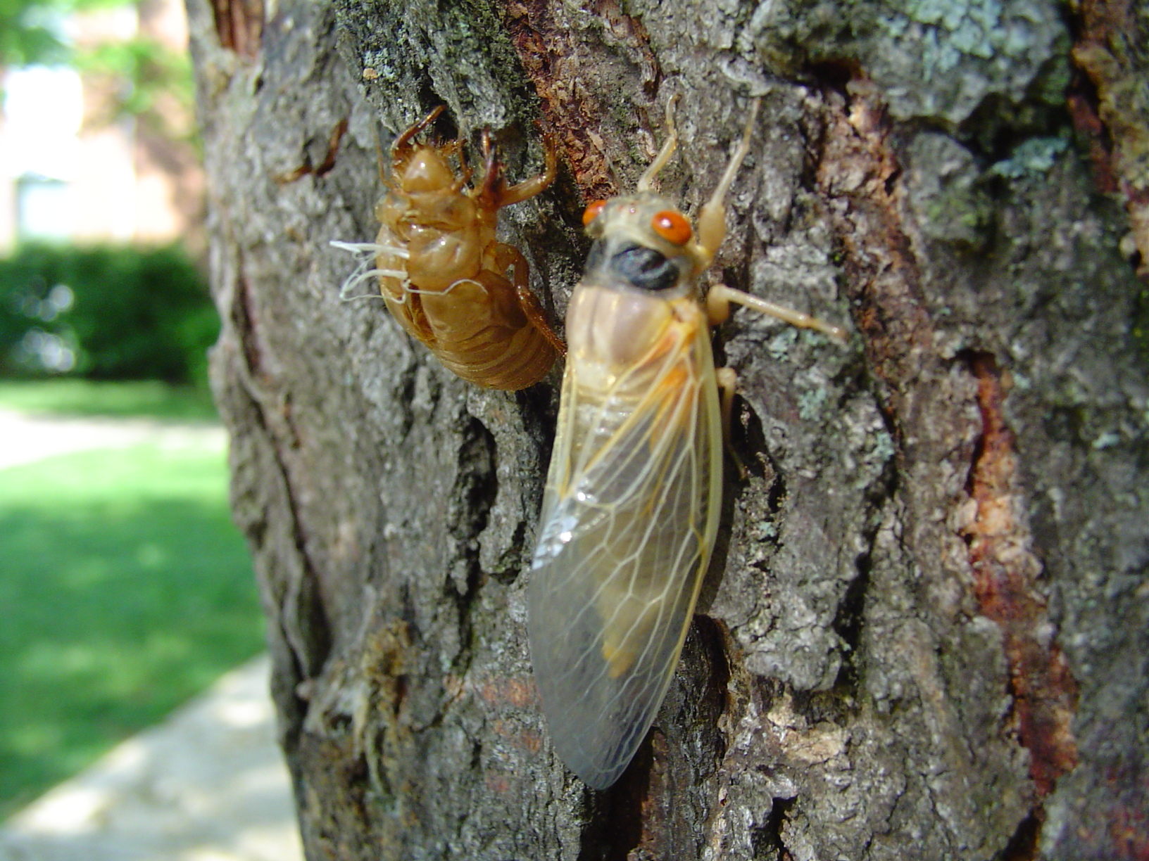 17 Year Cicadas Returning! Photos and Video from 2004 [Backyard ...