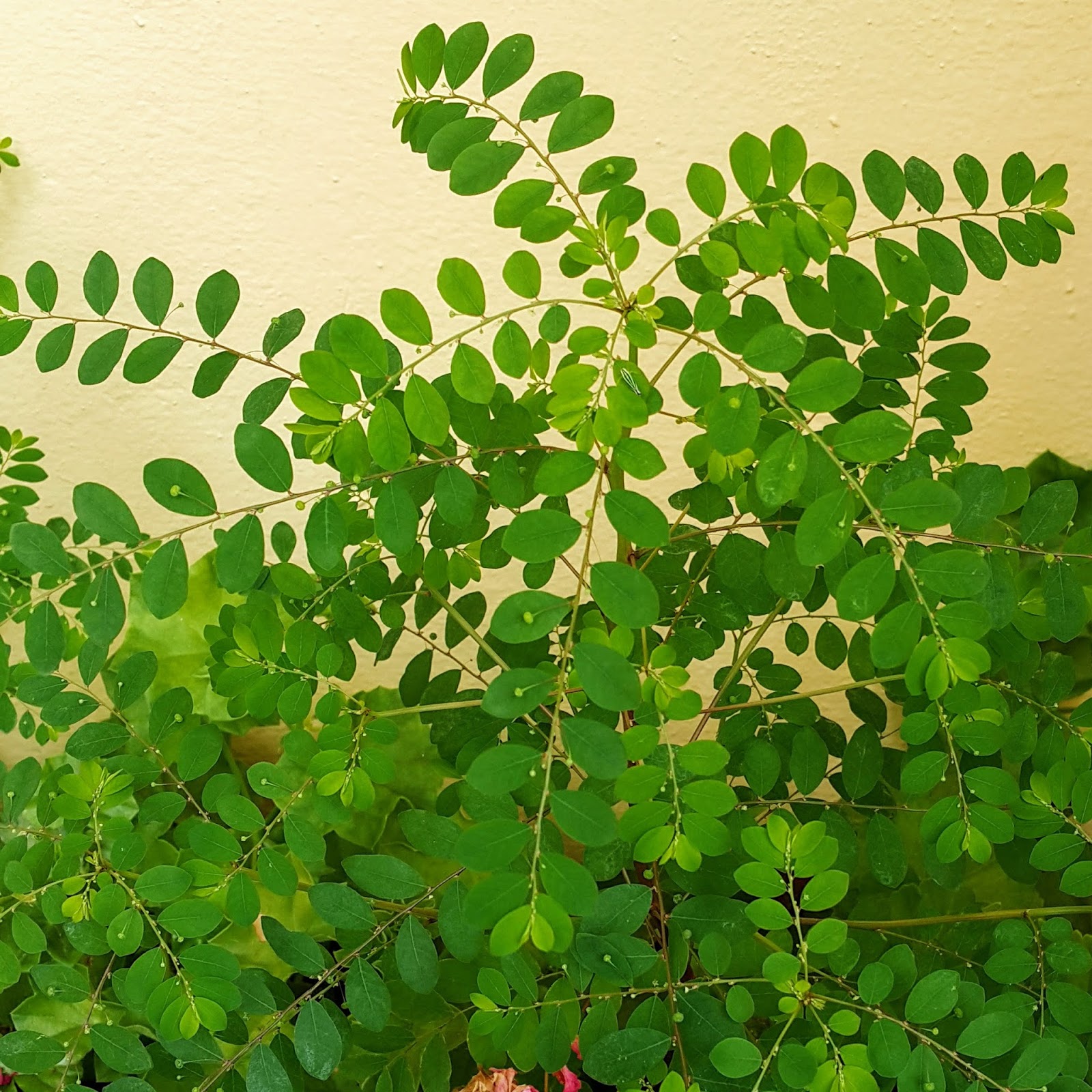 "Verdade//aspas" : 👪 Phyllanthaceae (Phyllanthus niruri)