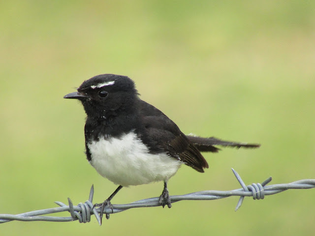 Birdlifesaving: 89. Wild Willies