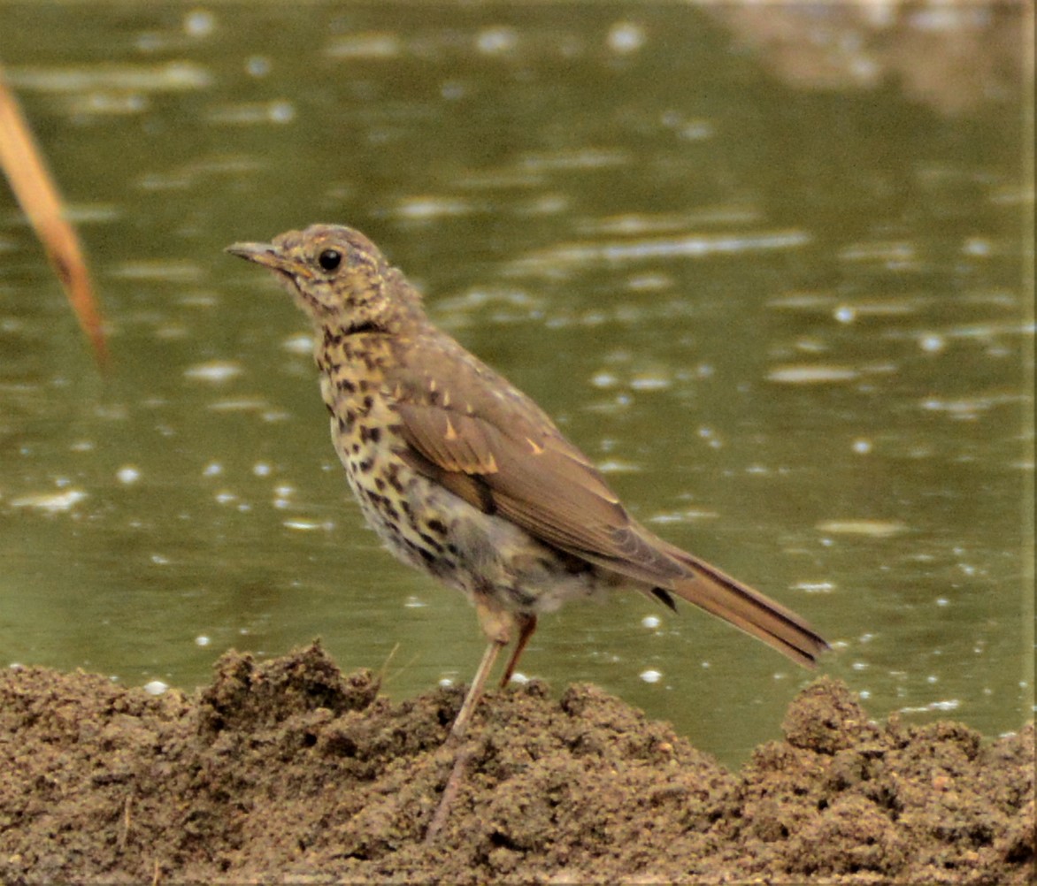 Jaumenatura: Zorzal común