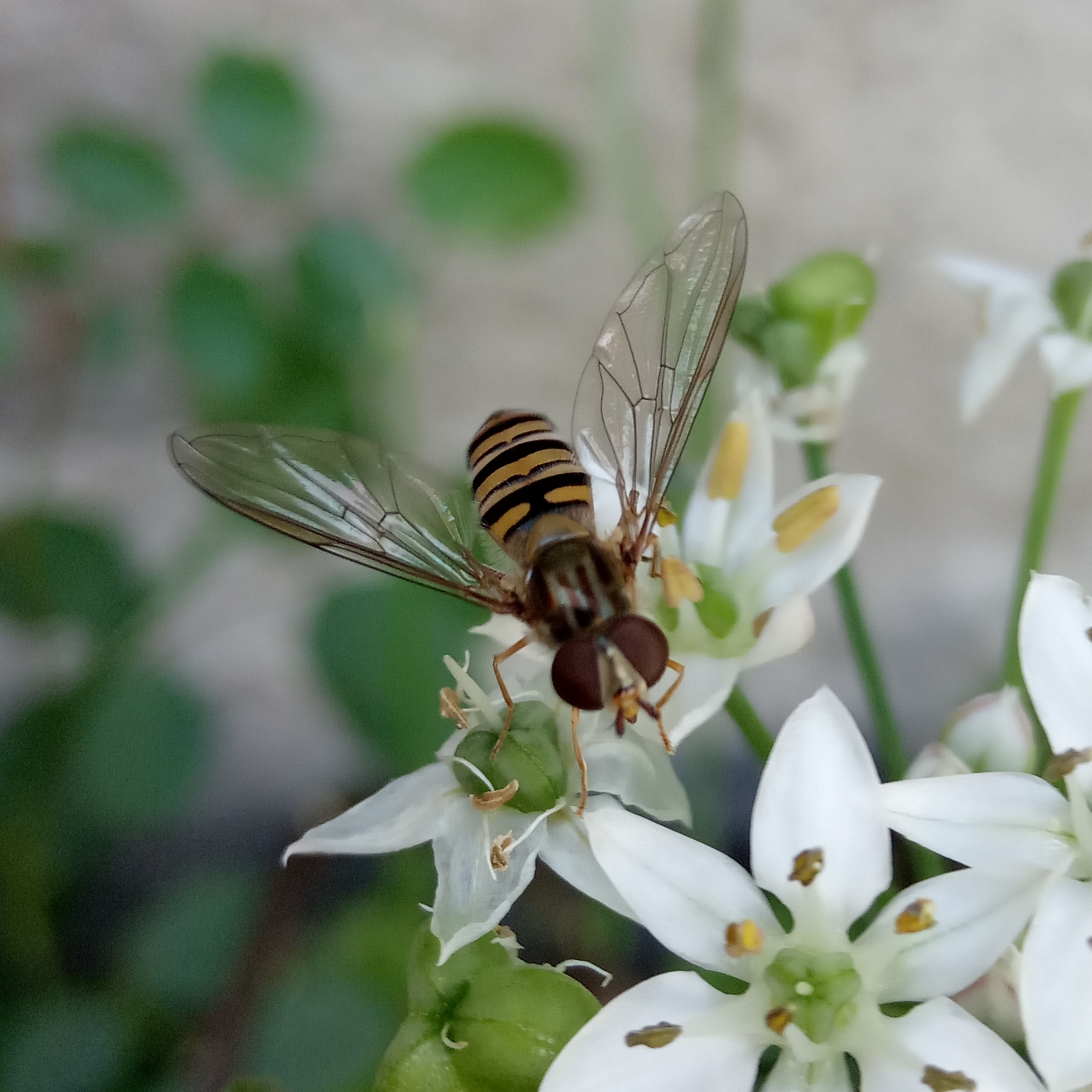 Fiori e fili di Iaia: Sirfide