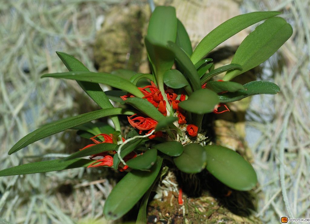 Pleurothallis tribuloides care and culture | Travaldo's blog