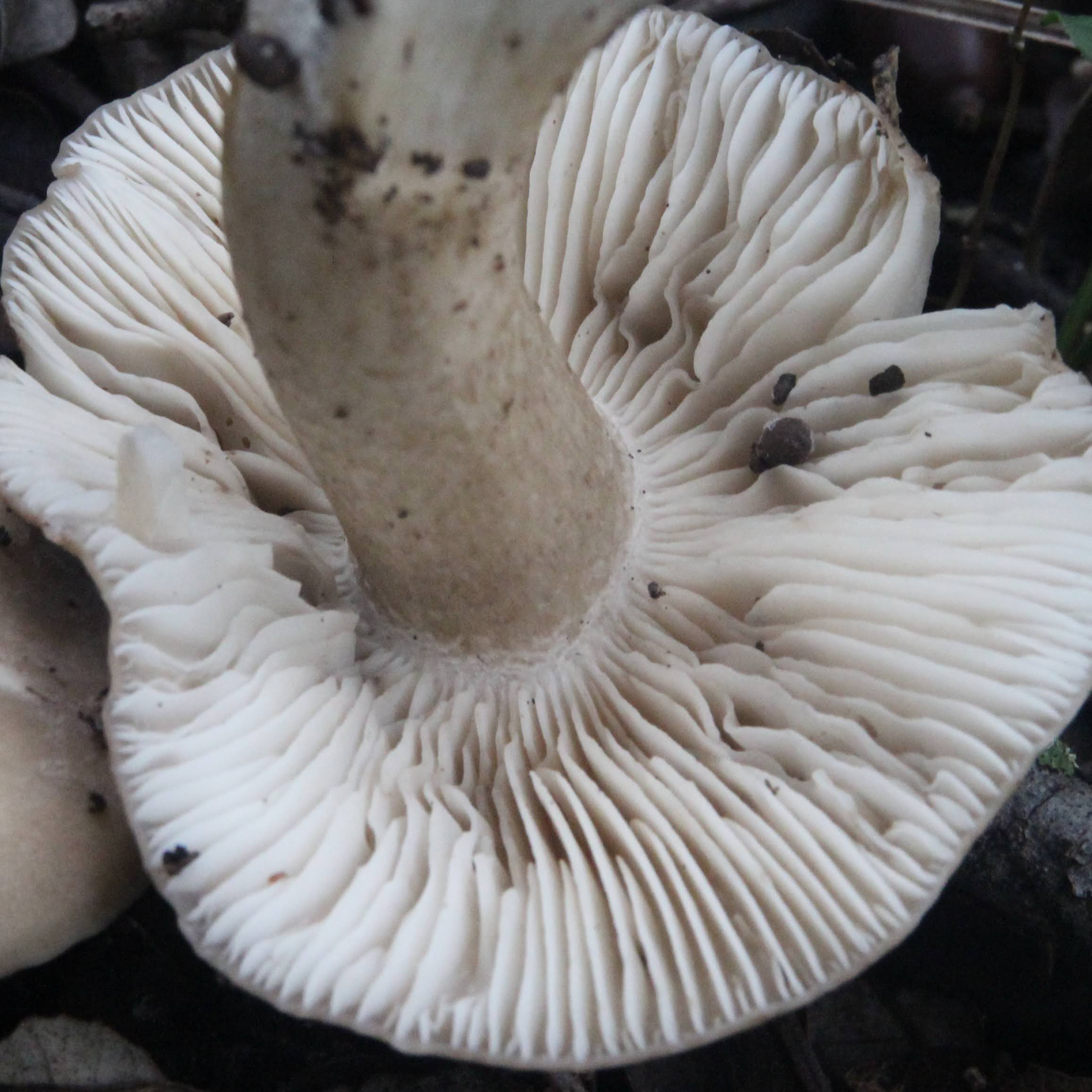 Guía de Setas y Hongos de Navarra.: Lyophyllum amariusculum Clemencon