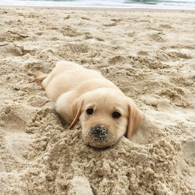 ANIMALS TIME : Cute Dog time (hora del perro) Gallery 27