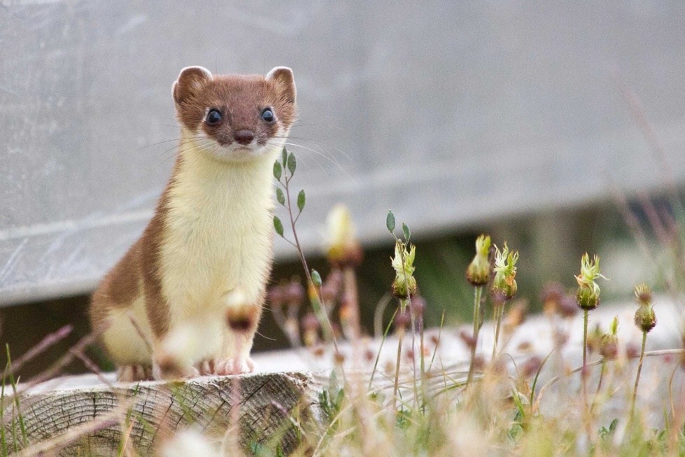 Ultima Thule: The arctic ermine - the dearest arctic creature!