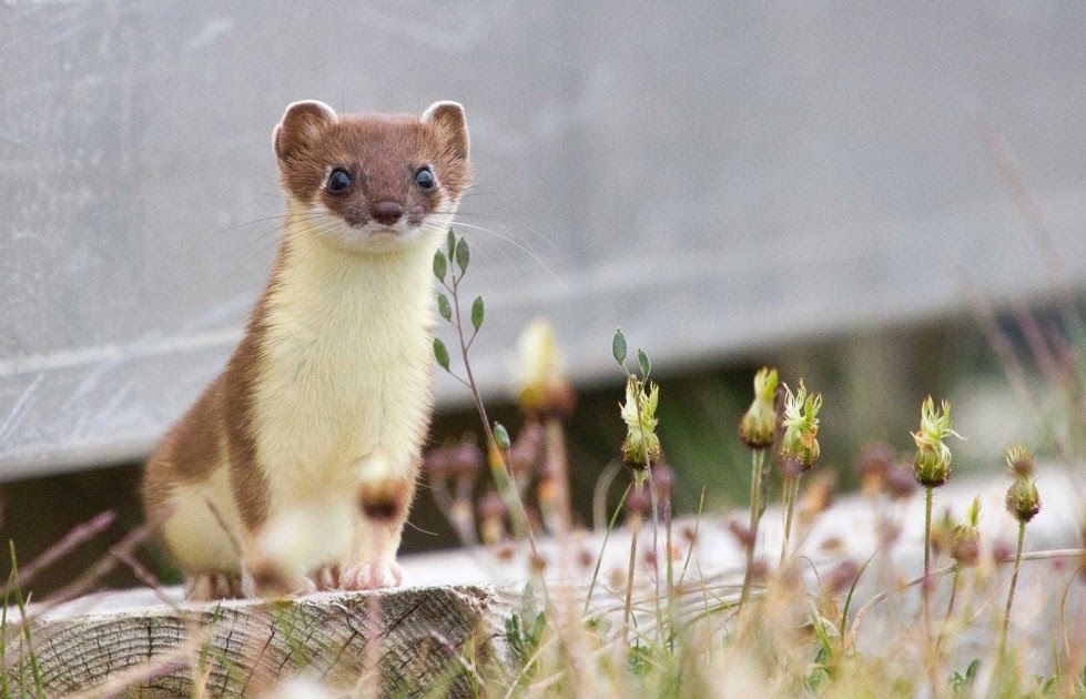 Ultima Thule: The arctic ermine - the dearest arctic creature!