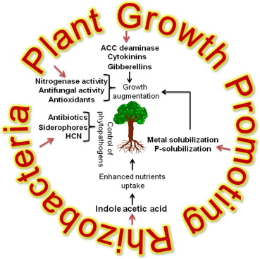 AGRICULTURE LOVER'S : Plant Growth Promoting Rhizobacteria (PGPR)