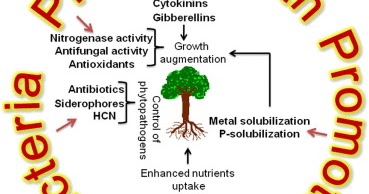 AGRICULTURE LOVER'S : Plant Growth Promoting Rhizobacteria (PGPR)