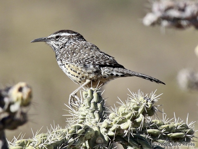 Matorrales Xerófilos