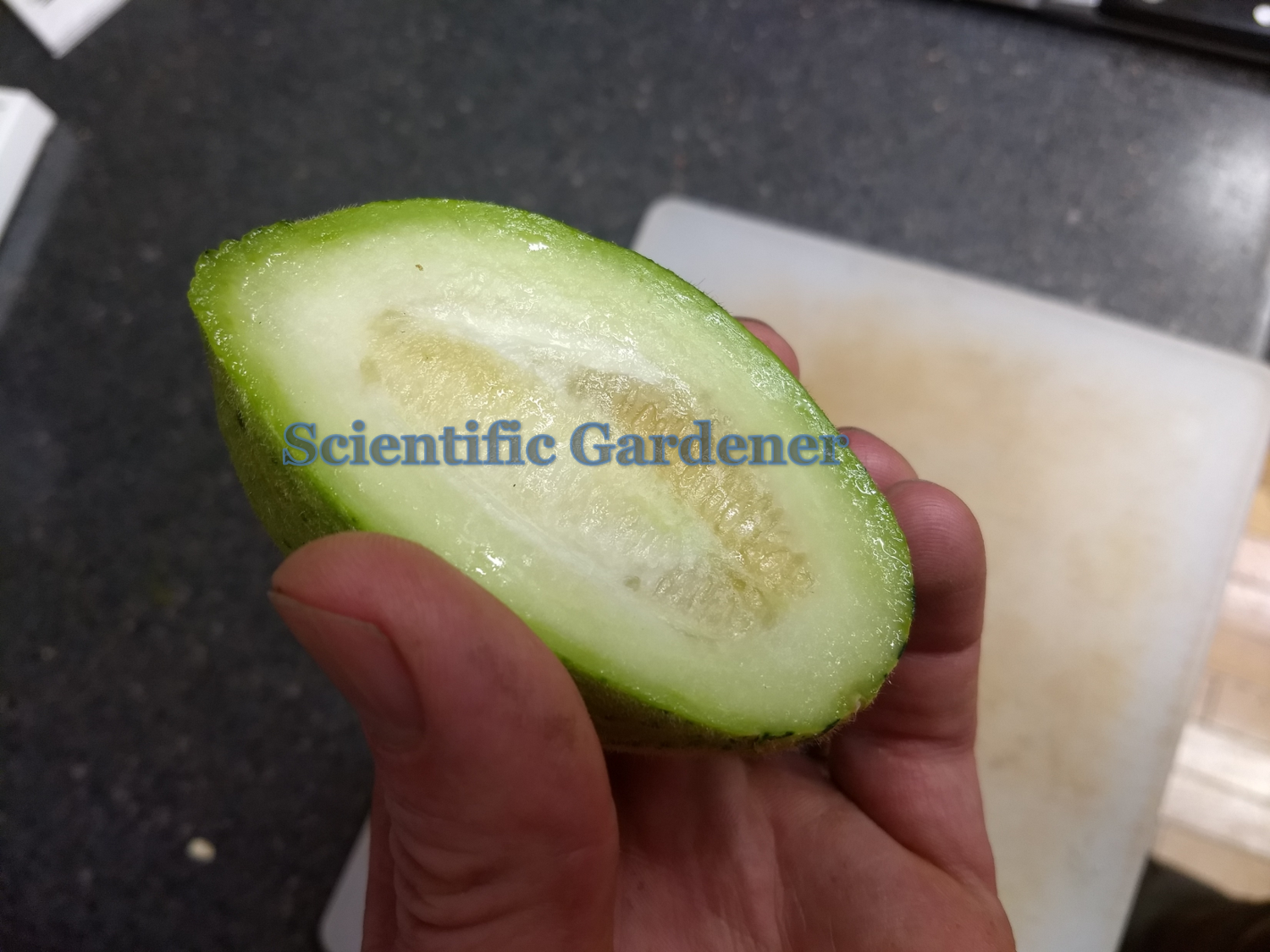 The Scientific Gardener: The Turkish Tursuluk Kelek in the Chicken Garden