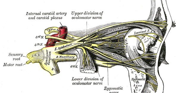 The Trigeminal Nerve