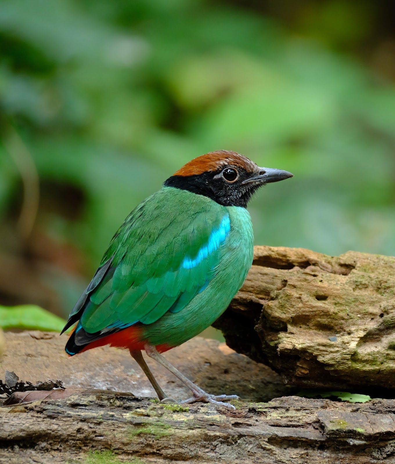 Mike is the name Birding is the game ( Birding in Malaysia - Malaysian ...
