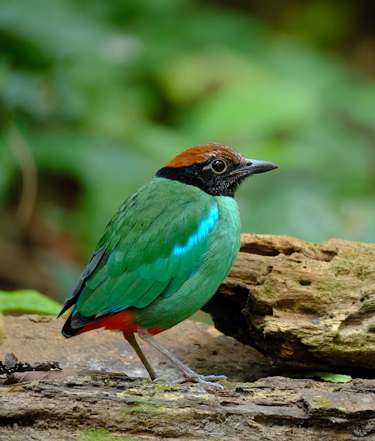 Mike is the name Birding is the game ( Birding in Malaysia - Malaysian ...