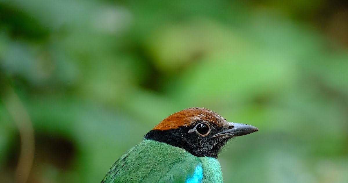 Mike is the name Birding is the game ( Birding in Malaysia - Malaysian ...